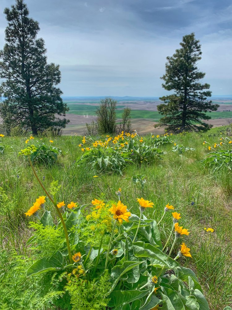 Hiking - Visit Lewis Clark Valley
